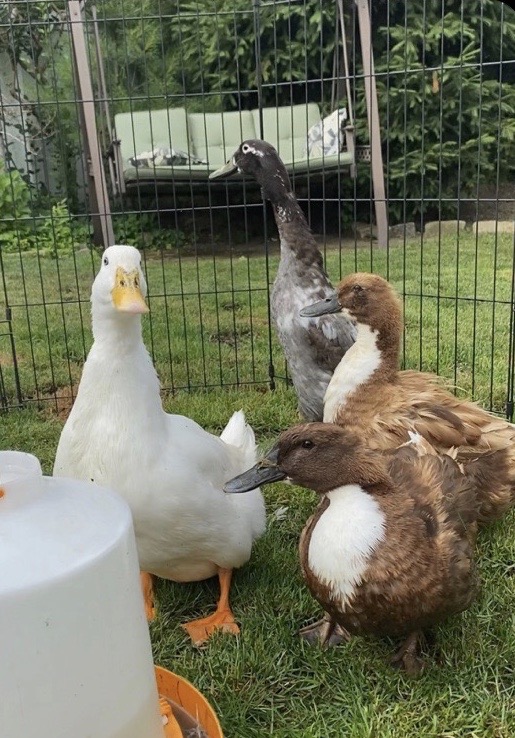 Adoptable Animals – They All Want to Live